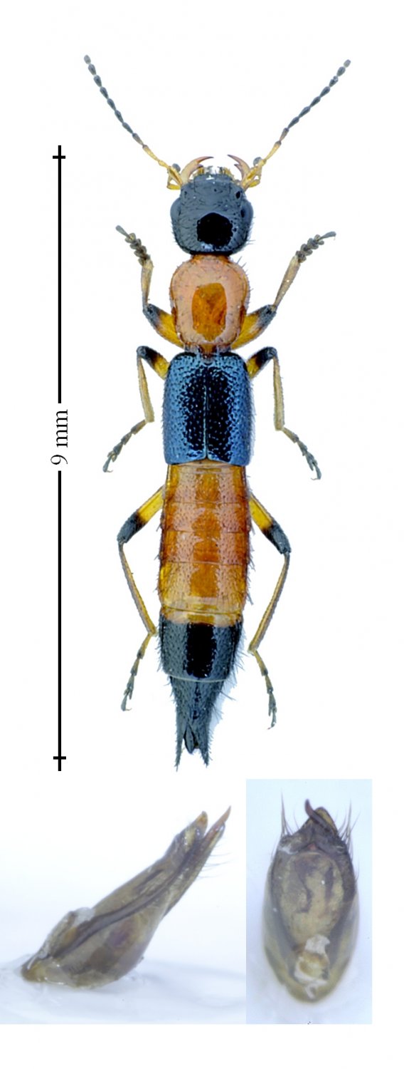 Réf. 155940 — INSECTA > Coleoptera > Staphylinidae > Paederus (Paederus ...