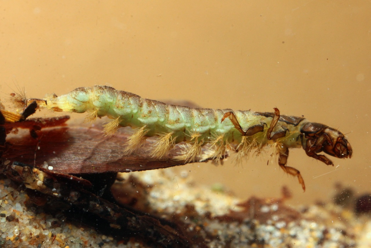 Réf. 155881 — INSECTA > Trichoptera > Hydropsychidae > Hydropsyche sp ...