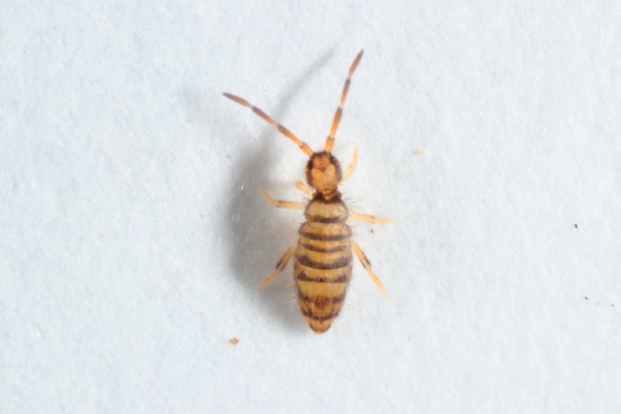 Réf. 156745 — ENTOGNATHA > Collembola > Entomobryidae > Entomobrya ...