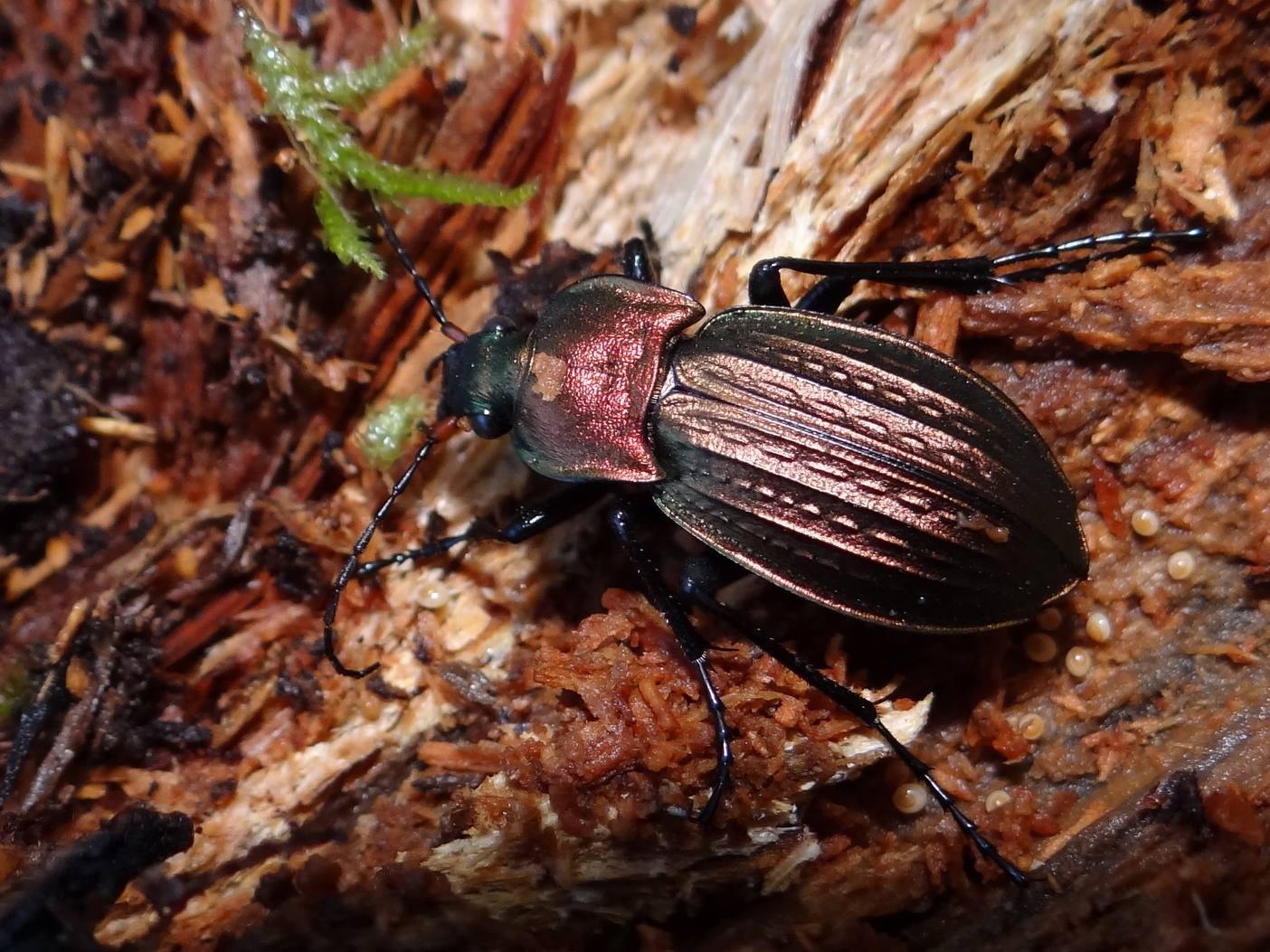 Réf. 156338 — INSECTA > Coleoptera > Carabidae > Carabus (Tachypus ...