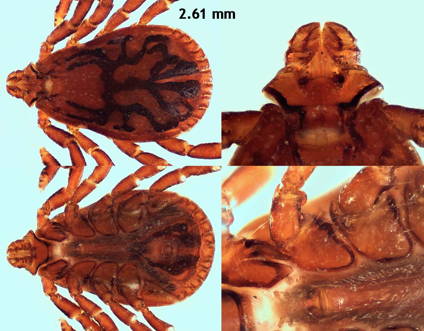 Réf. 157978 — ARACHNIDA > Ixodida > Ixodidae > Rhipicephalus (Rhipicephalus) sanguineus - www ...