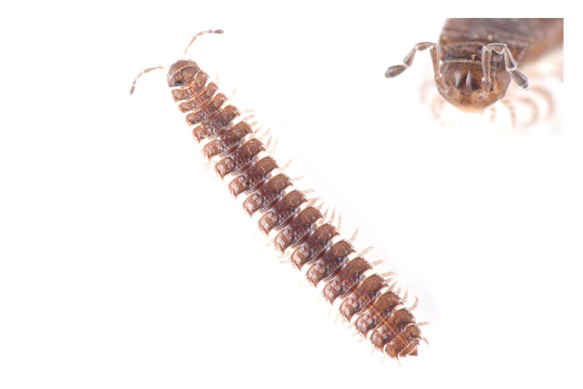 Réf. 157708 — DIPLOPODA > Polydesmida > Polydesmidae > Polydesmus ...