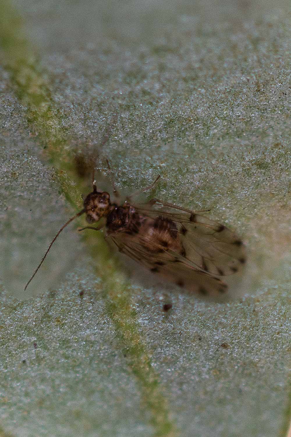 Réf. 158700 — INSECTA > Psocoptera > Ectopsocidae > Ectopsocus petersi ...