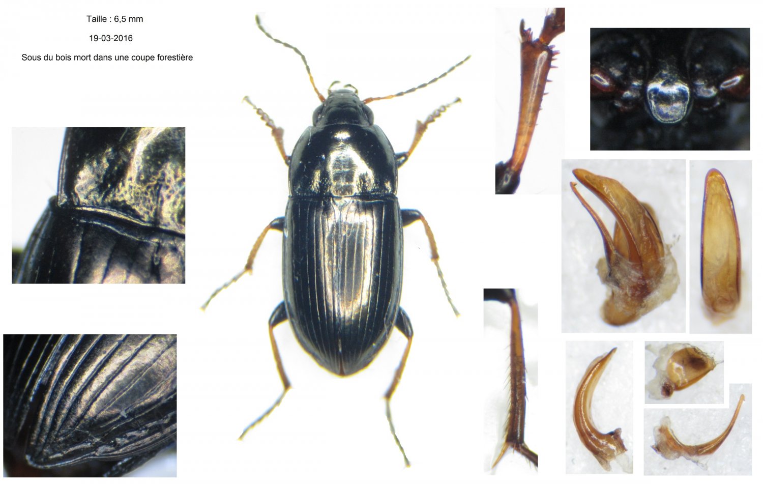 Réf. 158877 — INSECTA > Coleoptera > Carabidae > Amara (Zezea) plebeja ...
