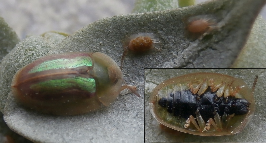 Réf. 158273 — INSECTA > Coleoptera > Chrysomelidae > Cassida ...