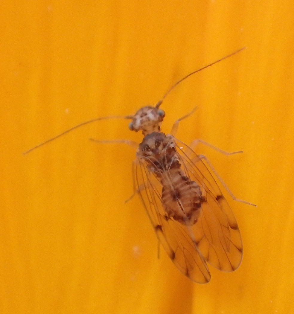 Réf. 158615 — INSECTA > Psocoptera > Ectopsocidae > Ectopsocus petersi ...