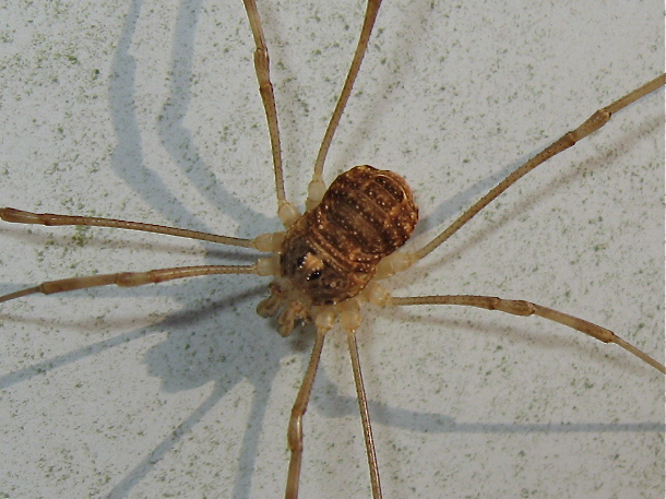 Réf. 159382 — ARACHNIDA > Opiliones > Phalangiidae > Rilaena ...