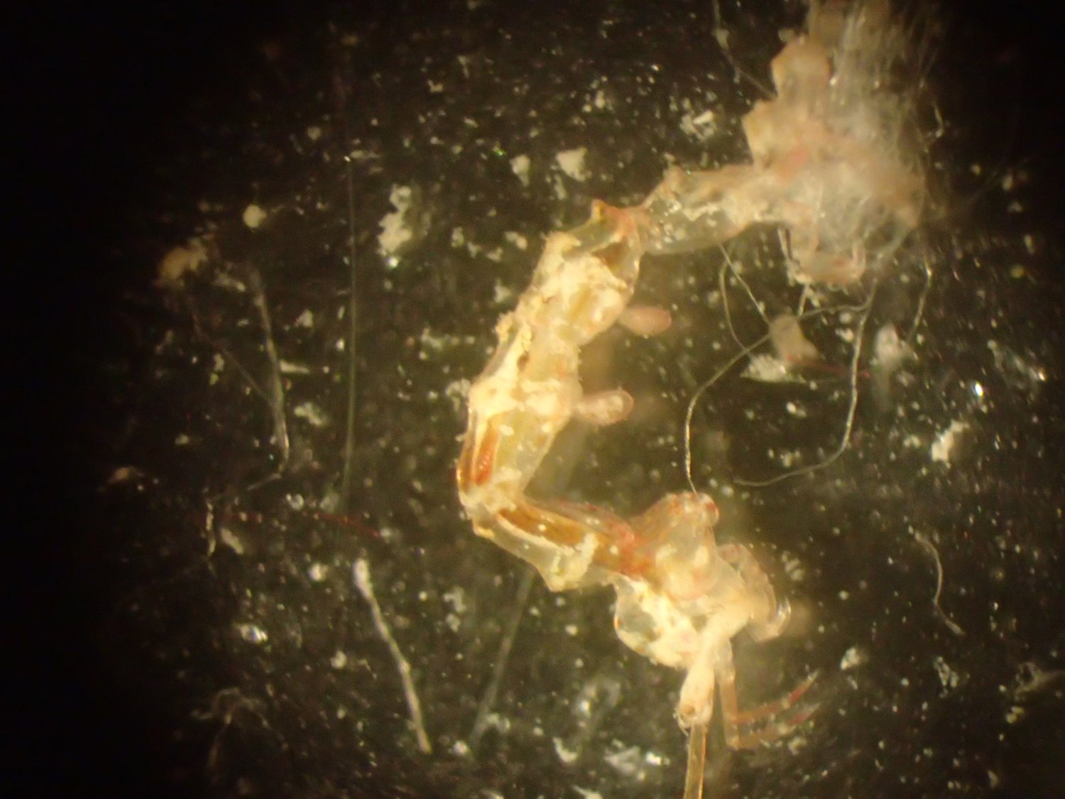 Réf. 159359 — CRUSTACEA > Amphipoda > Caprellidae > Caprella ...