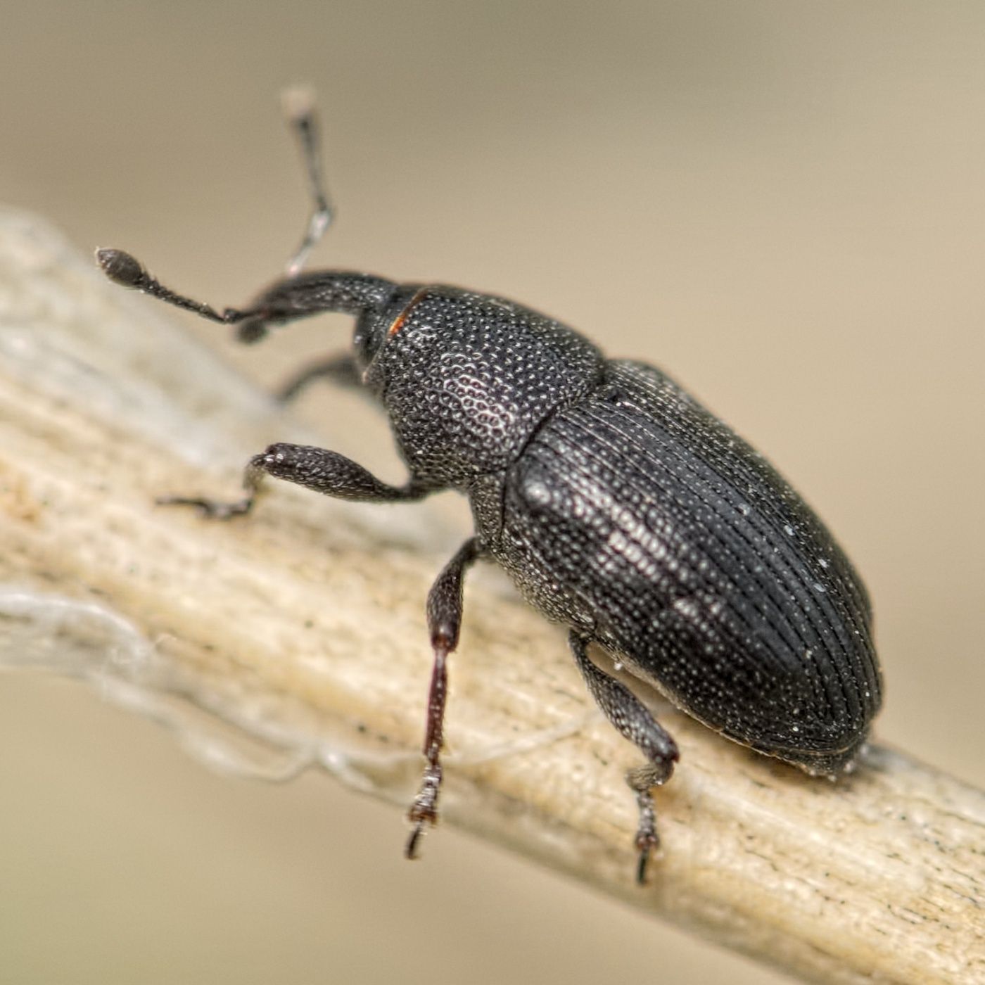 Réf. 159655 — INSECTA > Coleoptera > Curculionidae > Baris (Baris ...