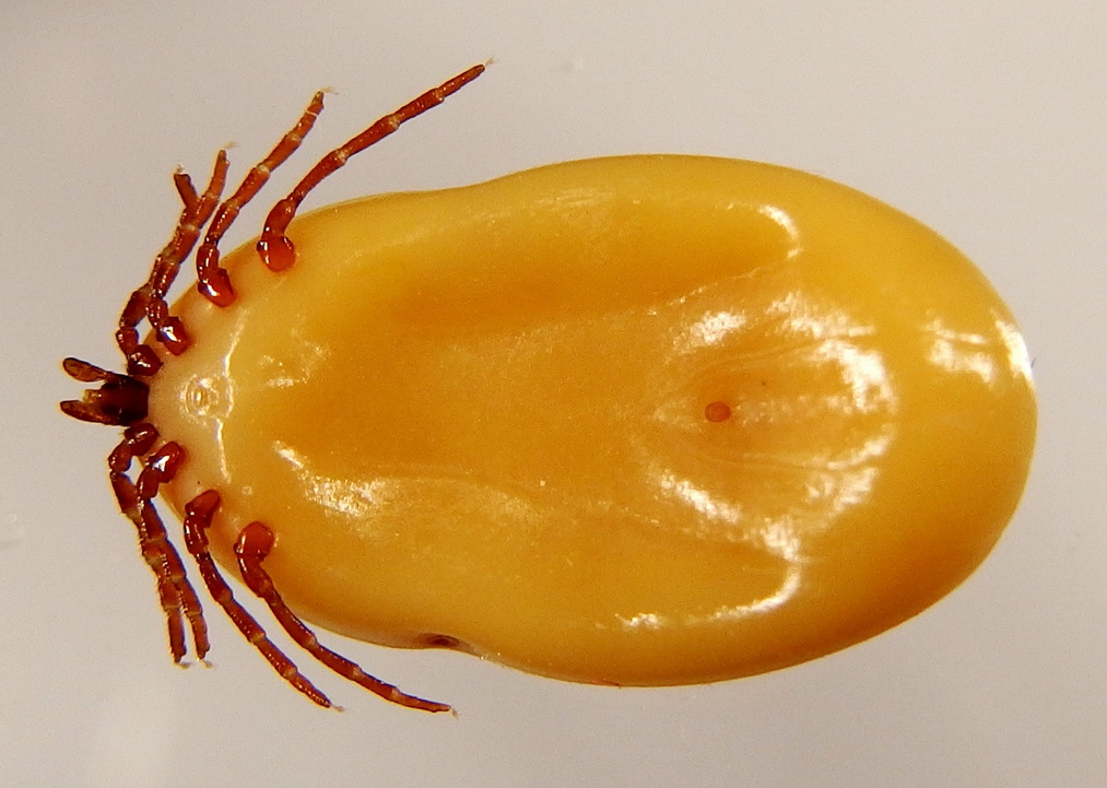 Réf. 159075 — ARACHNIDA > Ixodida > Ixodidae > Pholeoixodes hexagonus ...