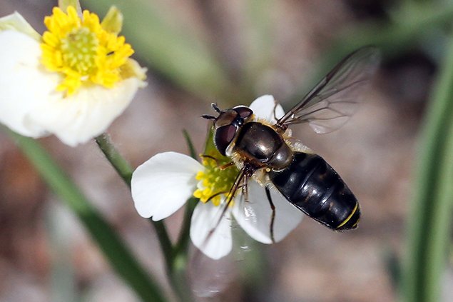 Réf. 159898 — INSECTA > Diptera > Syrphidae > Scaeva (Scaeva) pyrastri ...