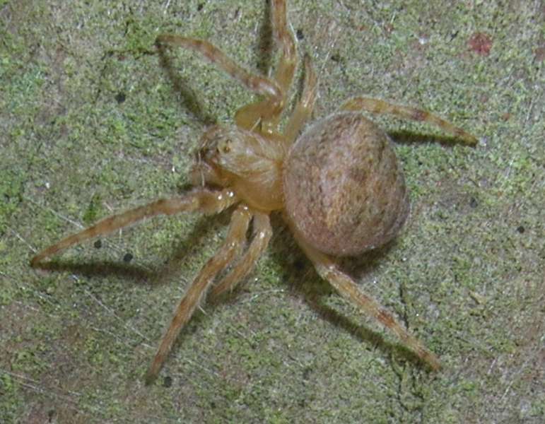 Réf. 16866 — ARACHNIDA > Araneae > Araneidae > Araneus sturmi - www ...
