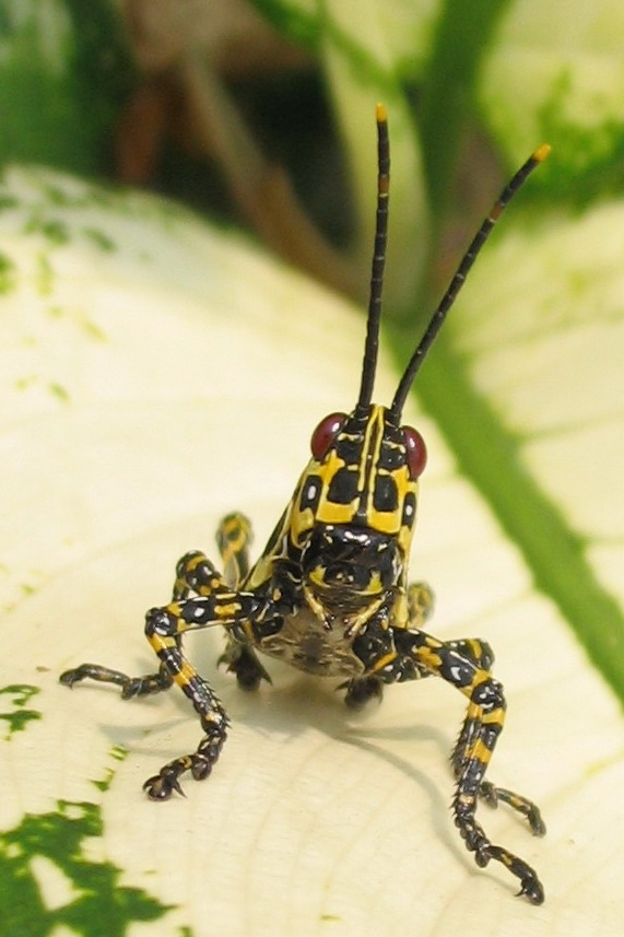 Réf. 16086 — INSECTA > Orthoptera > Pyrgomorphidae > Zonocerus ...