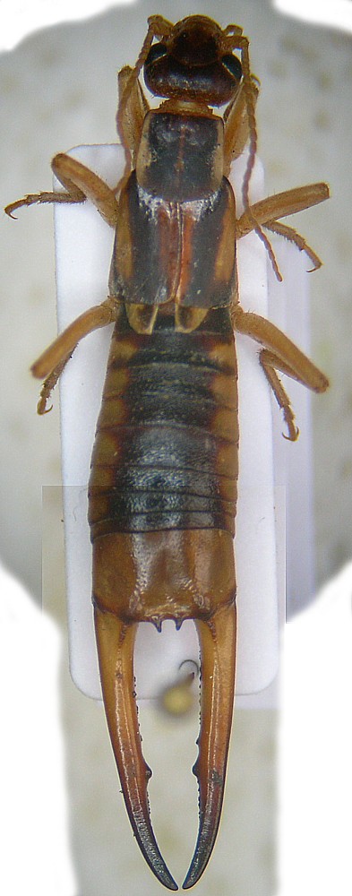 Réf. 16733 — INSECTA > Dermaptera > Labiduridae > Labidura riparia ...