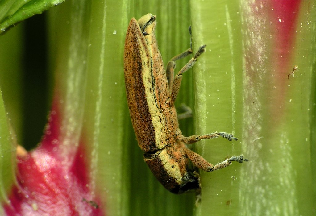 Réf. 16418 — INSECTA > Coleoptera > Curculionidae > Lixus (Compsolixus ...