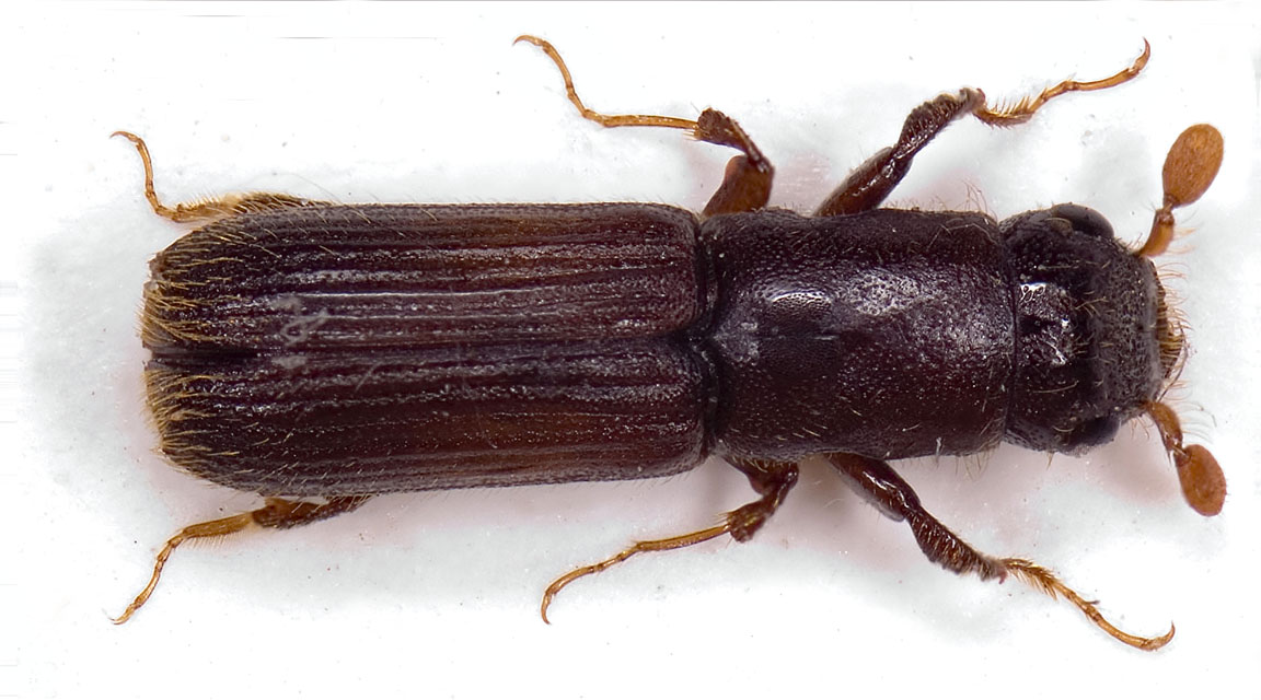 Platypus cylindrus (Insecta, Coleoptera, Curculionidae) - www.galerie ...