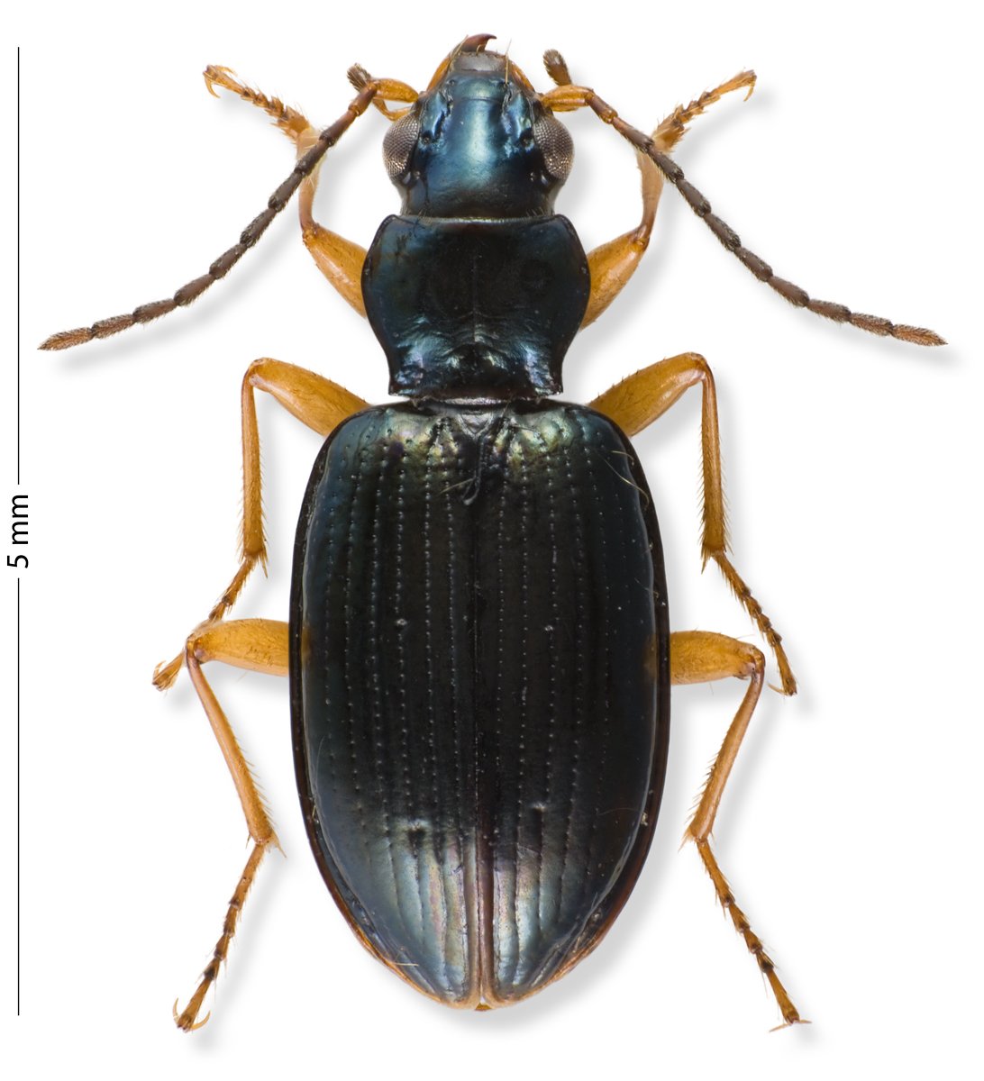 Réf. 160454 — INSECTA > Coleoptera > Carabidae > Bembidion (Ocydromus ...