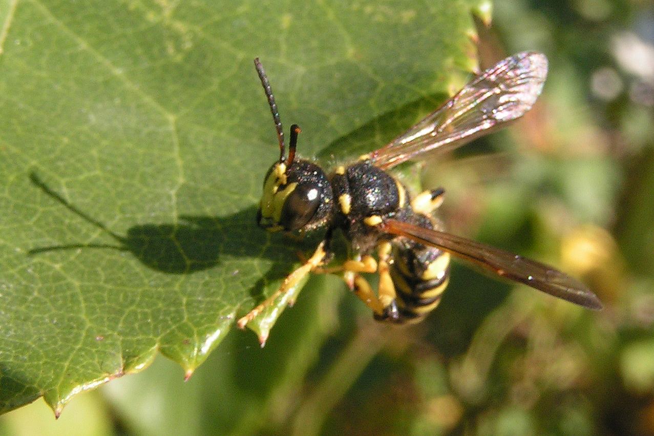 Réf. 160196 — INSECTA > Hymenoptera > Philanthidae > Cerceris arenaria ...