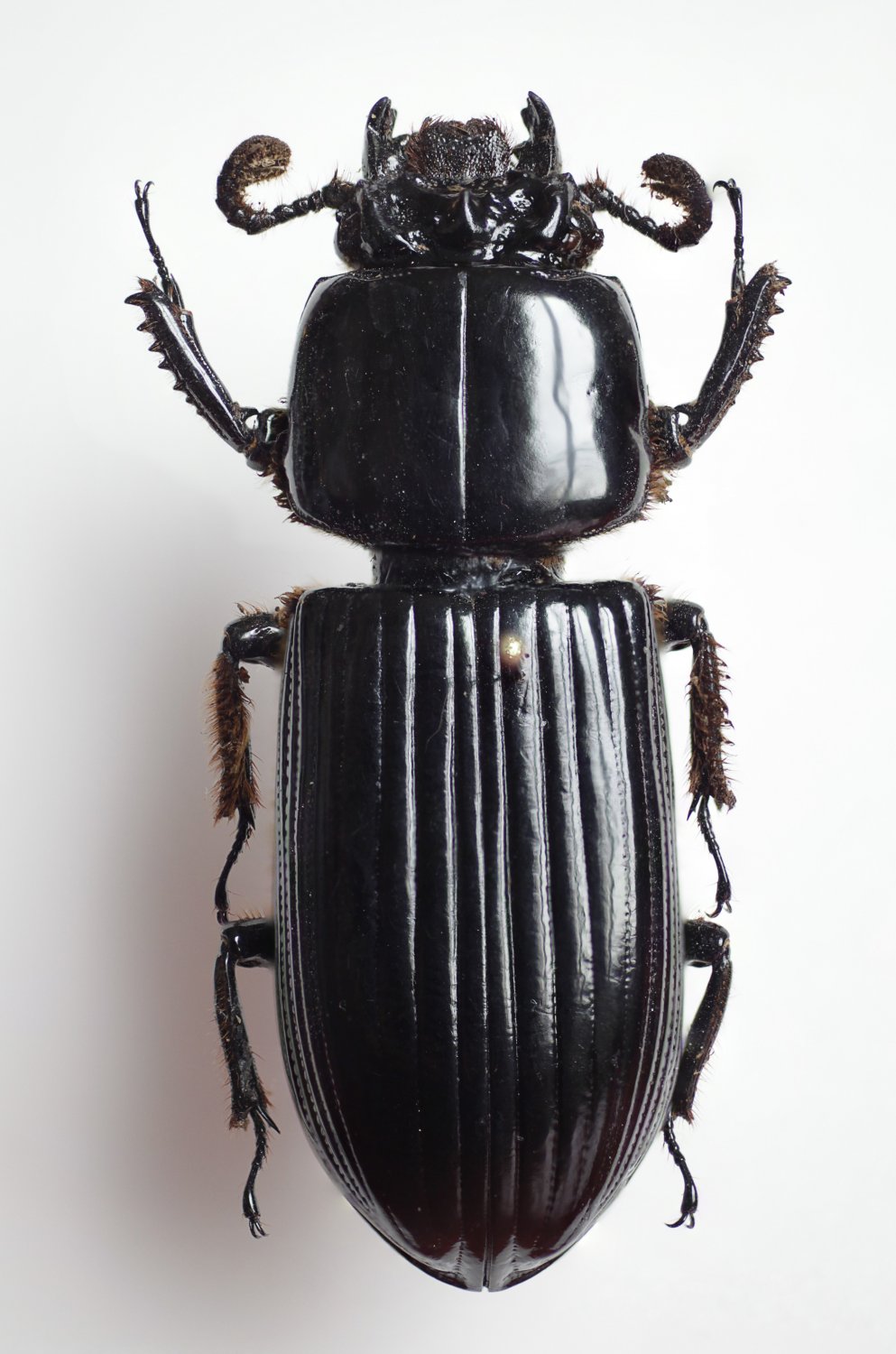 Réf. 160541 — INSECTA > Coleoptera > Passalidae > Passalus (Passalus ...