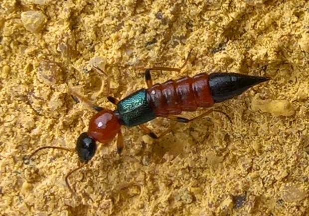 Réf. 160057 — INSECTA > Coleoptera > Staphylinidae > Paederus sp. - www ...