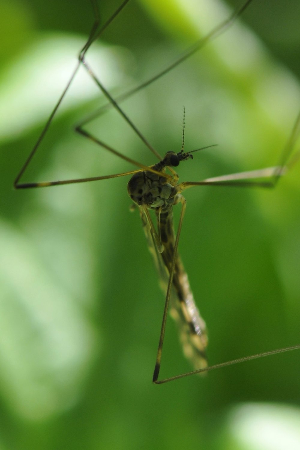 Réf. 160305 — INSECTA > Diptera > Limoniidae > Limonia (Limonia ...