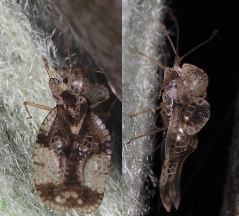 Réf. 161816 — INSECTA > Heteroptera > Tingidae > Stephanitis ...