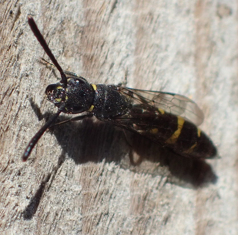 Réf. 161265 — INSECTA > Hymenoptera > Sapygidae > Monosapyga ...