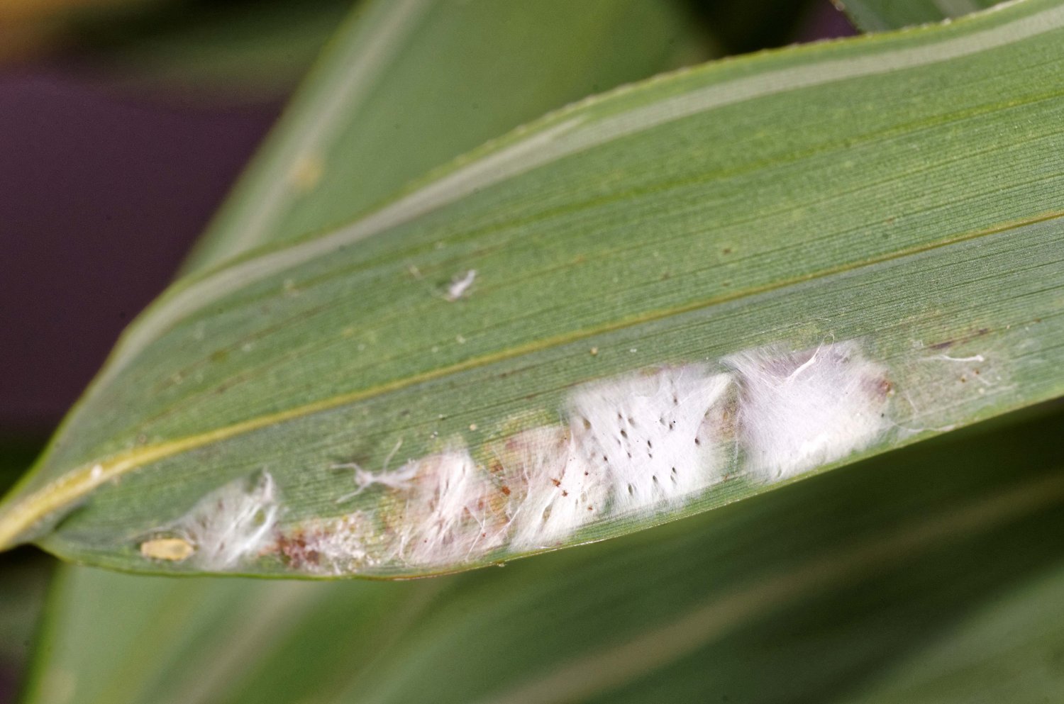 Réf. 162291 — ARACHNIDA > Prostigmata > Tetranychidae ...