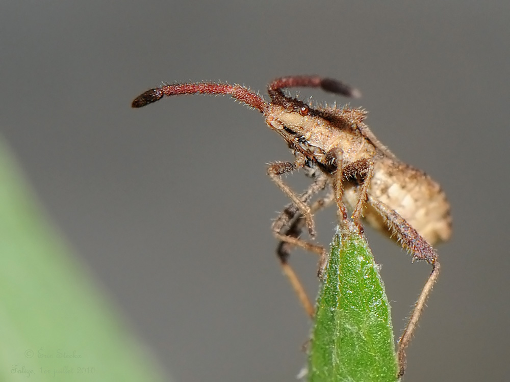 Réf. 162143 — INSECTA > Heteroptera > Coreidae > Coriomeris ...