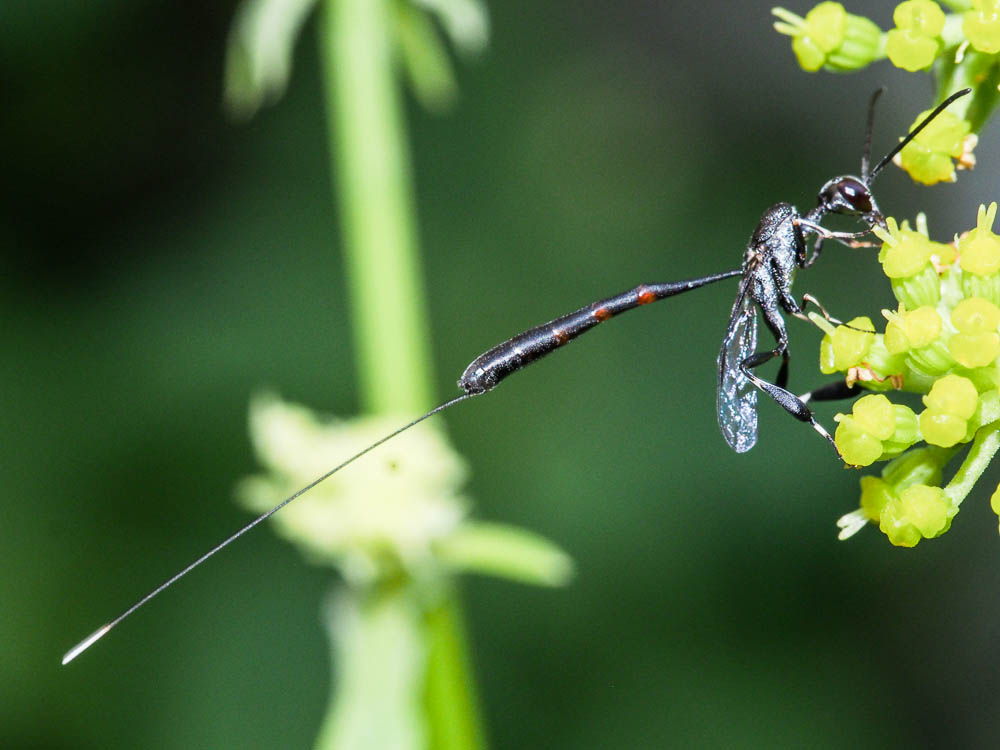 Réf. 162587 — INSECTA > Hymenoptera > Gasteruptiidae > Gasteruption sp ...