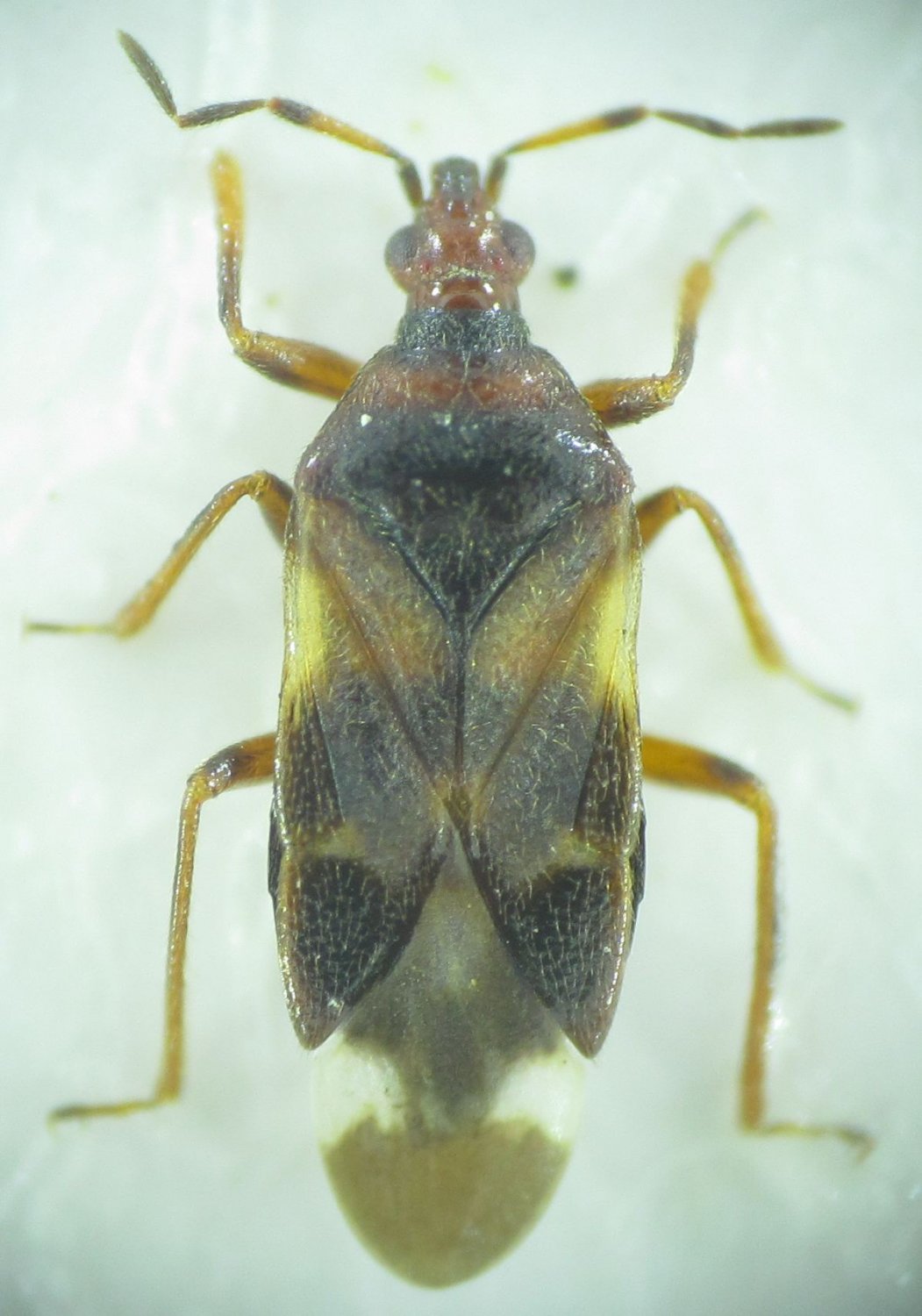 Réf. 162824 — INSECTA > Heteroptera > Anthocoridae > Anthocoris nemoralis - www.galerie-insecte.org