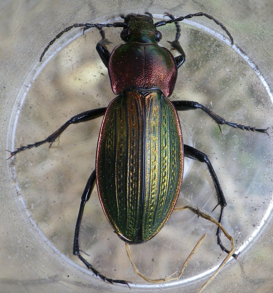 Réf. 162711 — INSECTA > Coleoptera > Carabidae > Carabus (Morphocarabus ...