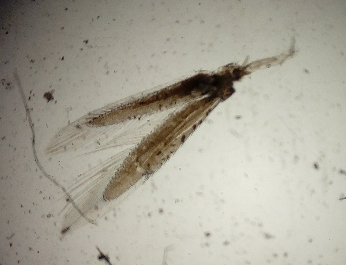 Réf. 162889 — CRUSTACEA > Mysida > Mysidae > Siriella jaltensis - www ...