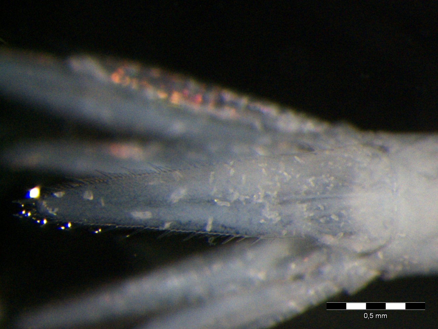 Réf. 162413 — CRUSTACEA > Mysida > Mysidae > Siriella jaltensis - www ...