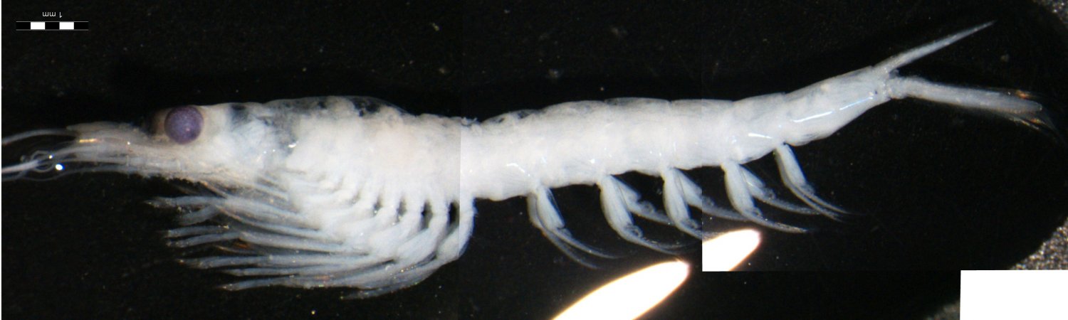 Réf. 162411 — CRUSTACEA > Mysida > Mysidae > Siriella jaltensis - www ...