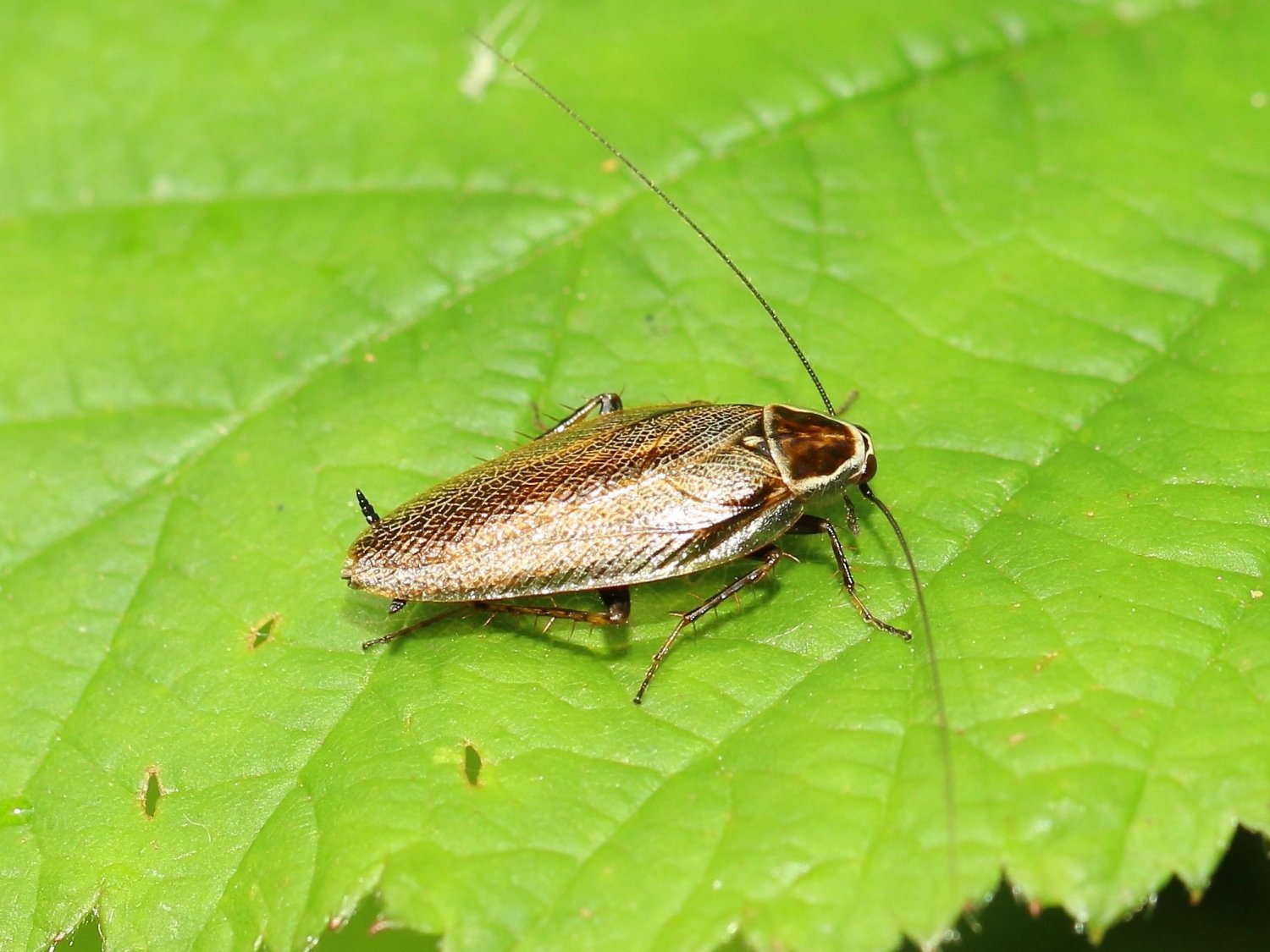Ectobius (Ectobius) lucidus (Insecta, Dictyoptera, Ectobiidae) - www.galerie-insecte.org