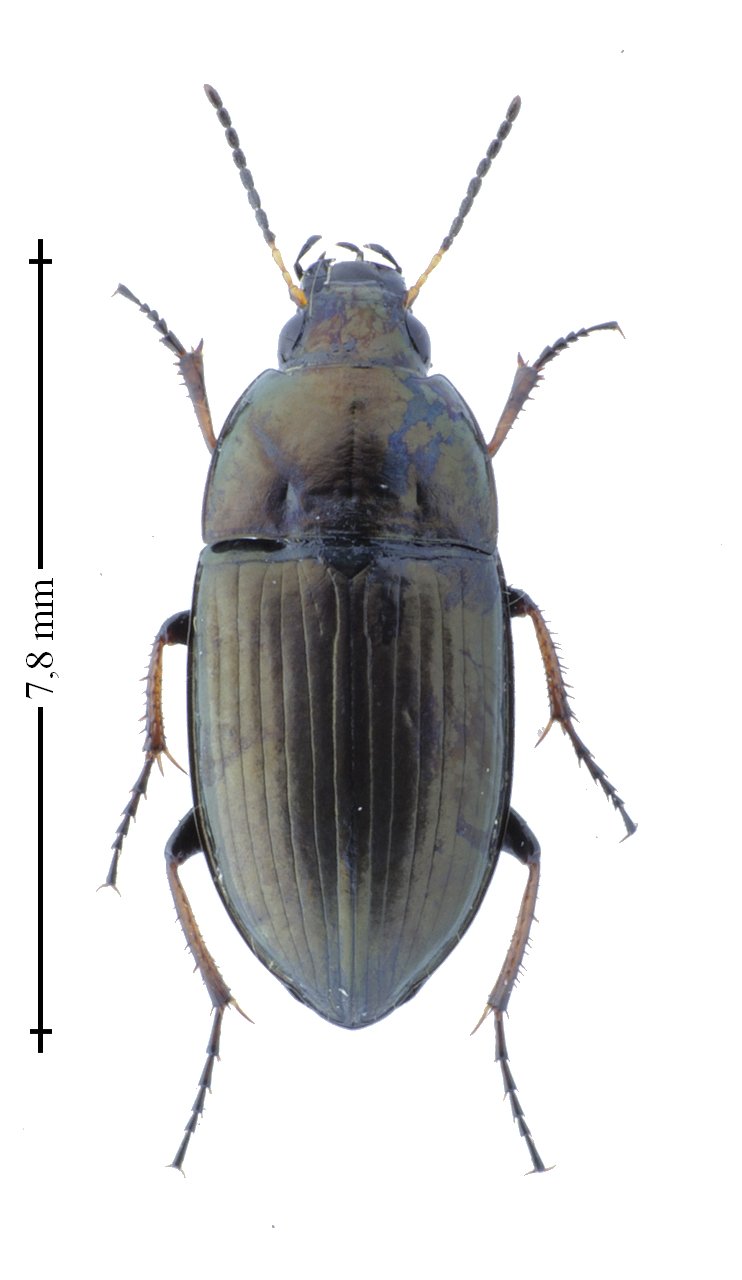 Réf. 163775 — INSECTA > Coleoptera > Carabidae > Amara (Amara) aenea ...