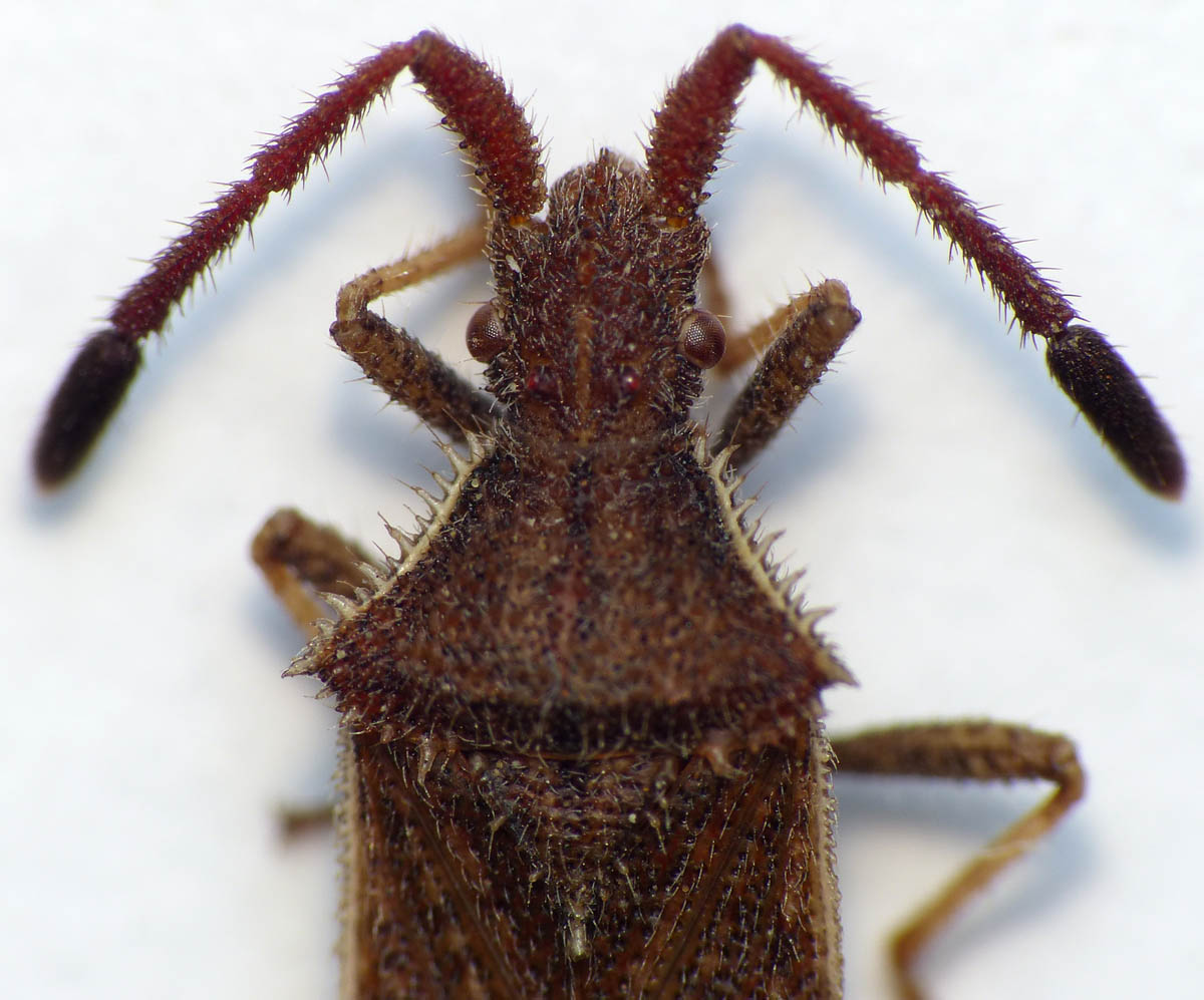 Réf. 163489 — INSECTA > Heteroptera > Coreidae > Coriomeris ...