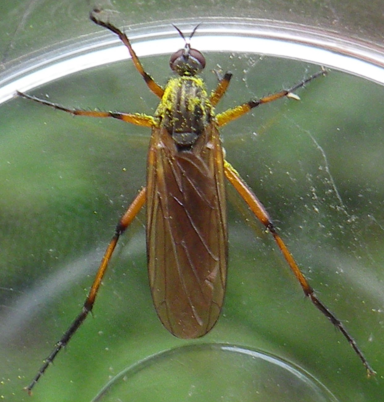 Réf. 163064 — INSECTA > Diptera > Empididae > Empis (Polyblepharis ...