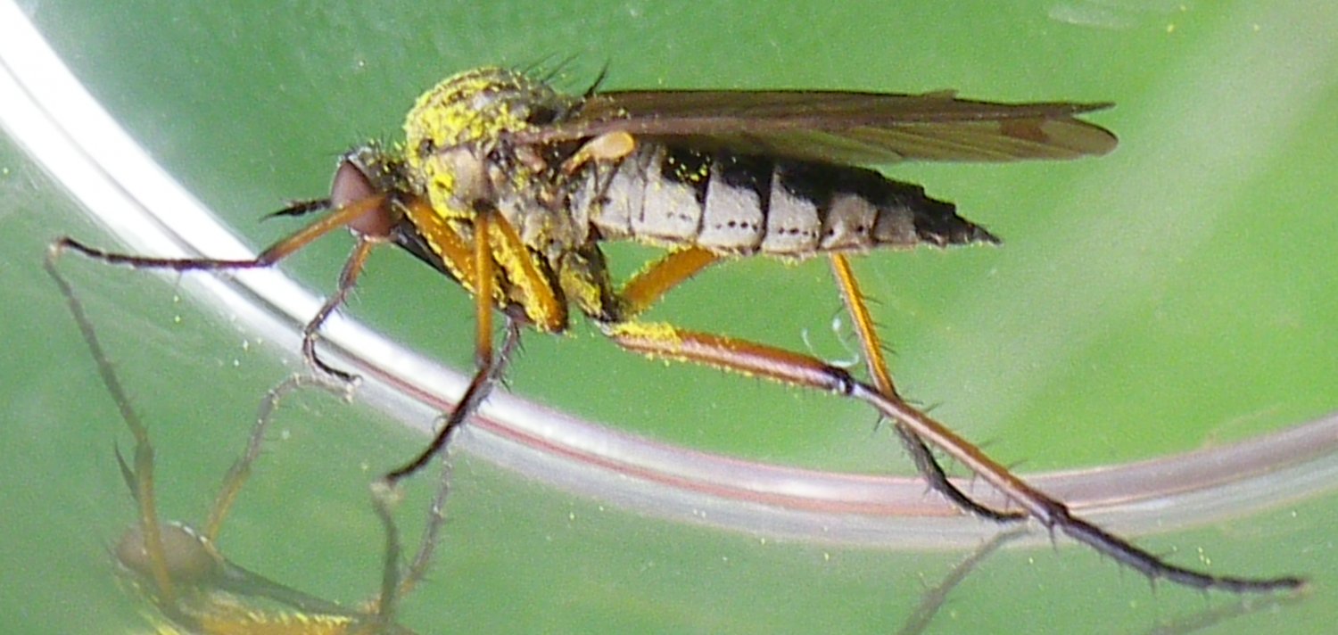 Réf. 163396 — INSECTA > Diptera > Empididae > Empis (Polyblepharis ...