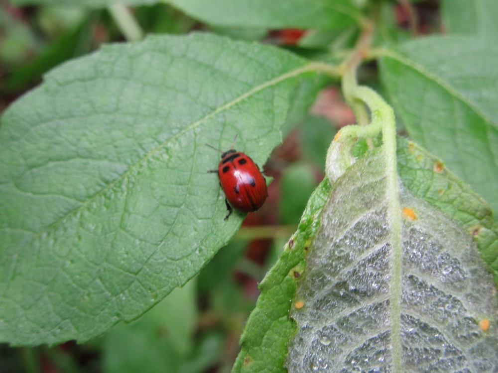 Réf. 163801 — INSECTA > Coleoptera > Chrysomelidae > Gonioctena ...