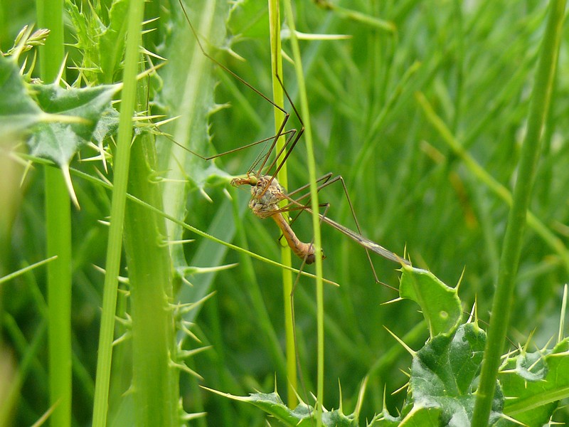 Réf. 163631 — INSECTA > Diptera > Tipulidae > Tipula (Lunatipula ...