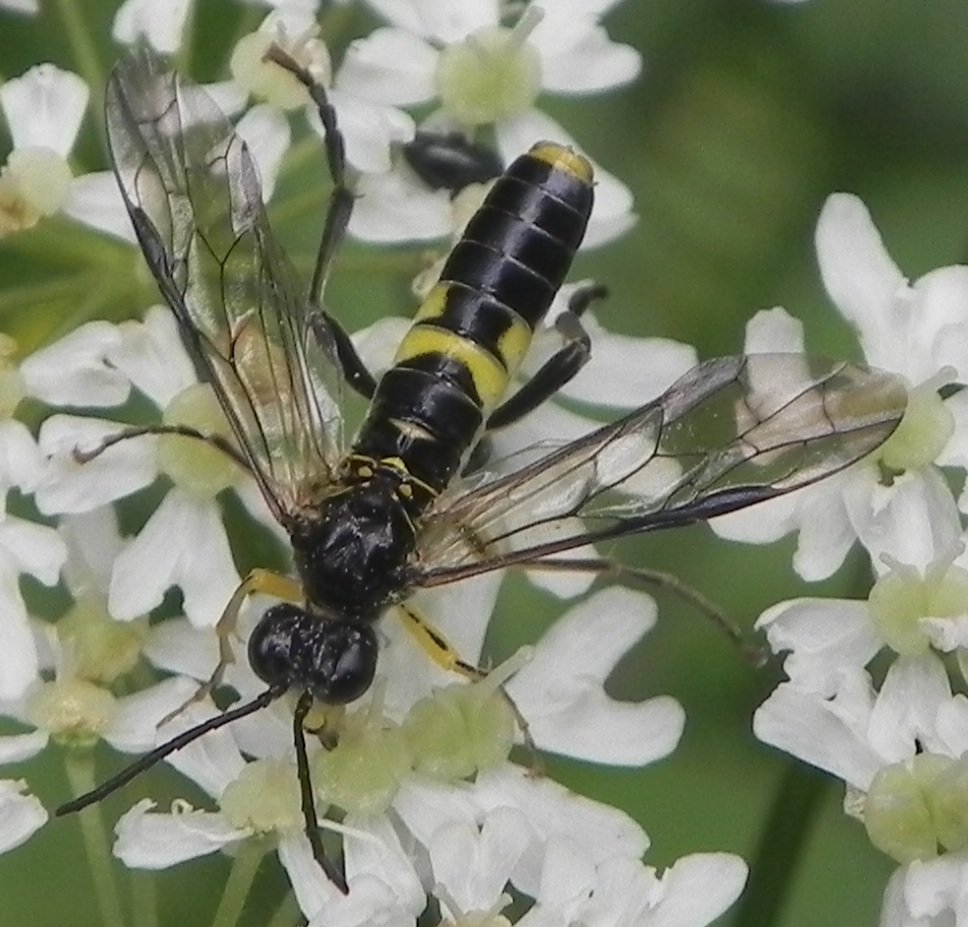 Réf. 163508 — INSECTA > Hymenoptera > Tenthredinidae > Tenthredo ...