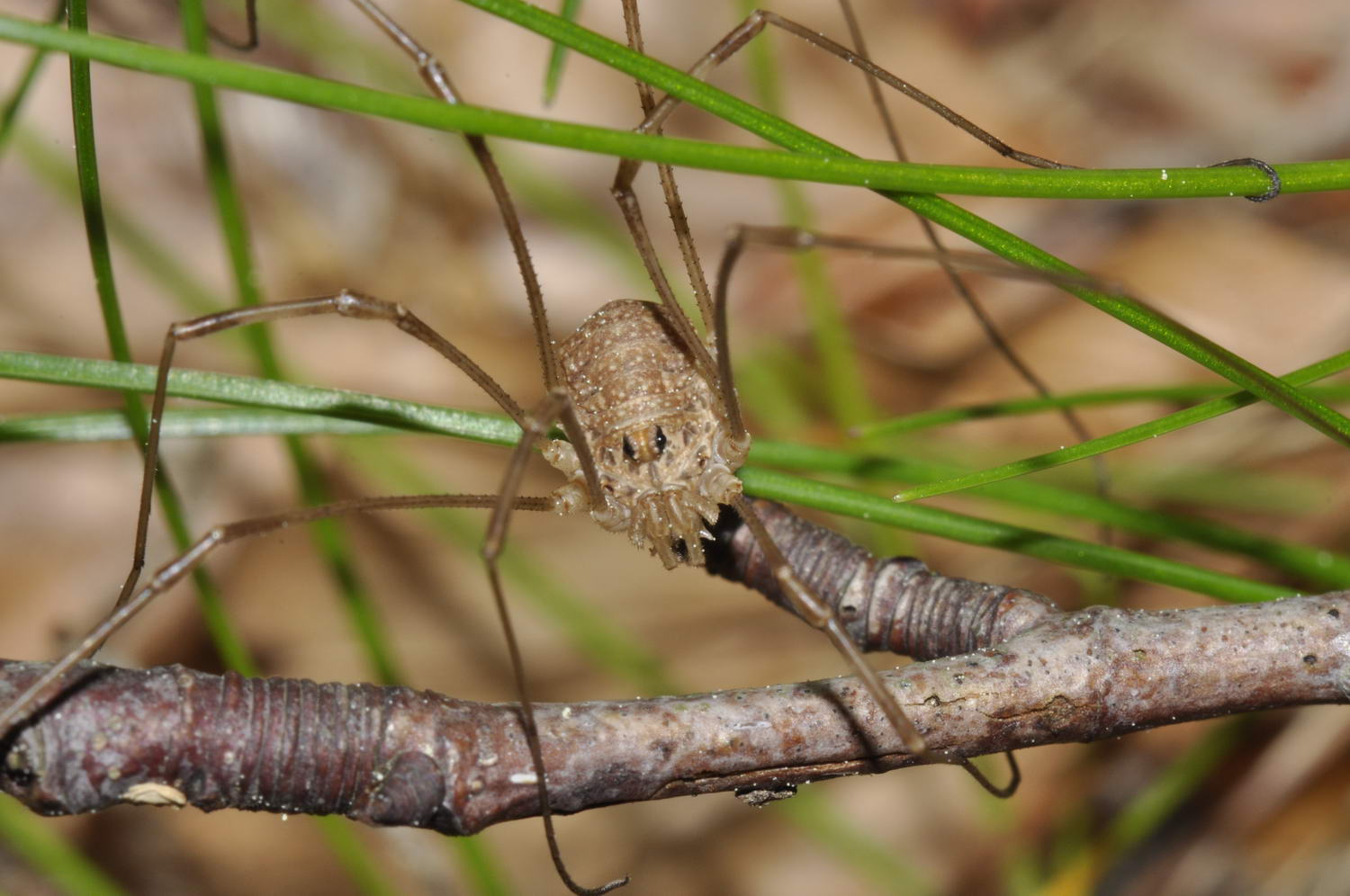 Réf. 164466 — ARACHNIDA > Opiliones > Phalangiidae > Rilaena ...