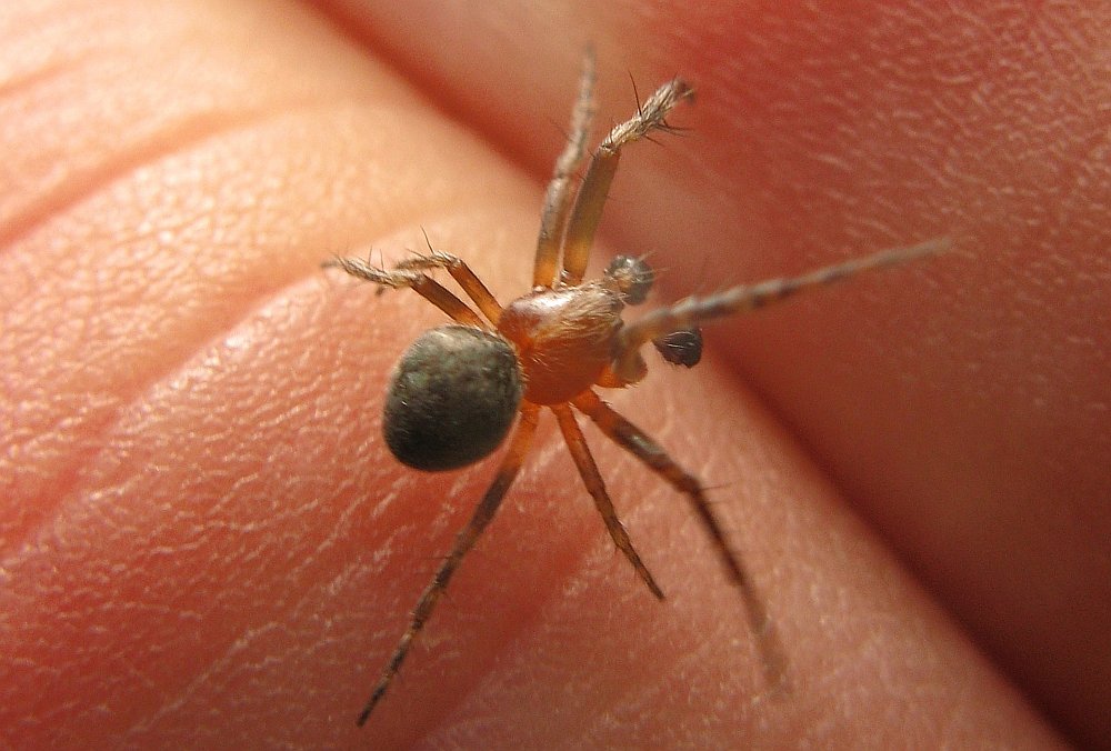 Réf. 165096 — ARACHNIDA > Araneae > Araneidae > Araneus sp. - www ...