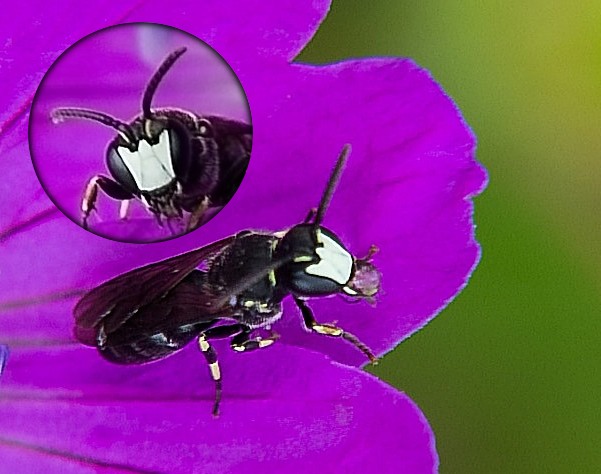 Réf. 165281 — INSECTA > Hymenoptera > Colletidae > Hylaeus (Prosopis ...