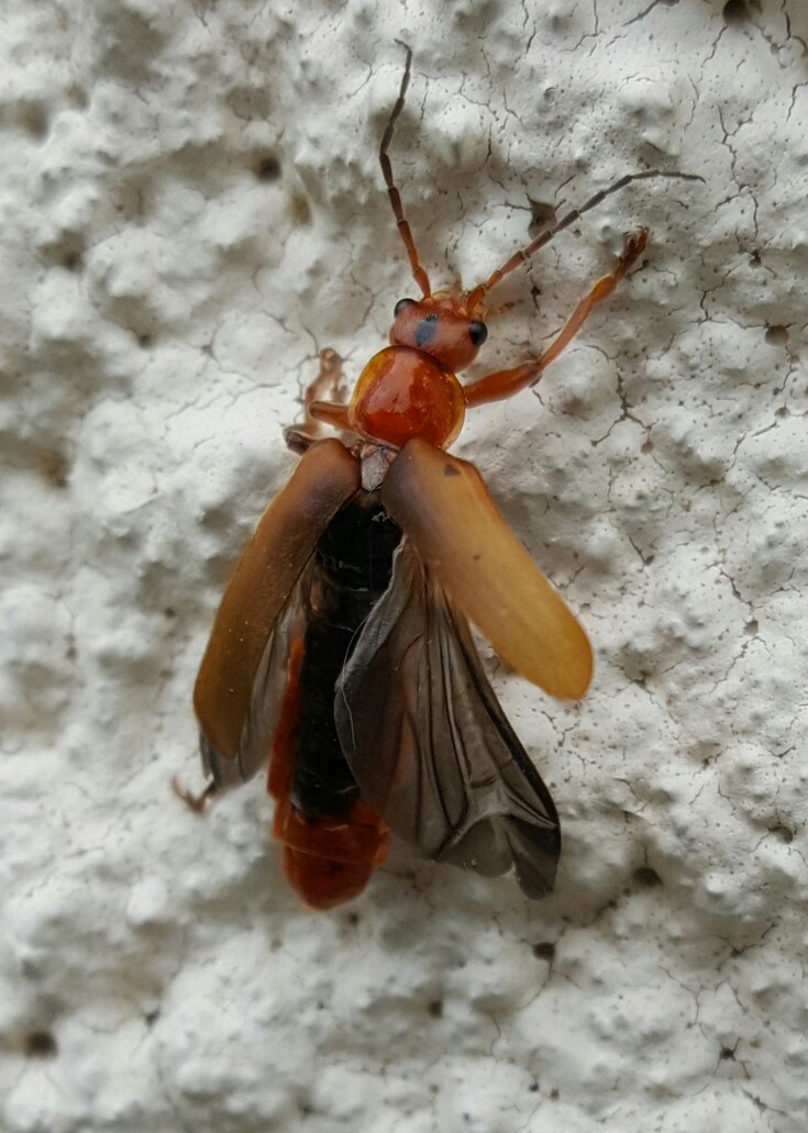 Réf. 165247 — INSECTA > Coleoptera > Cantharidae > Cantharis (Cantharis ...