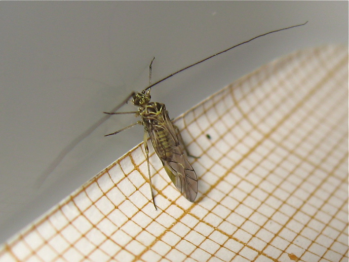 Réf. 166416 — INSECTA > Psocoptera > Psocidae > Psococerastis gibbosa ...