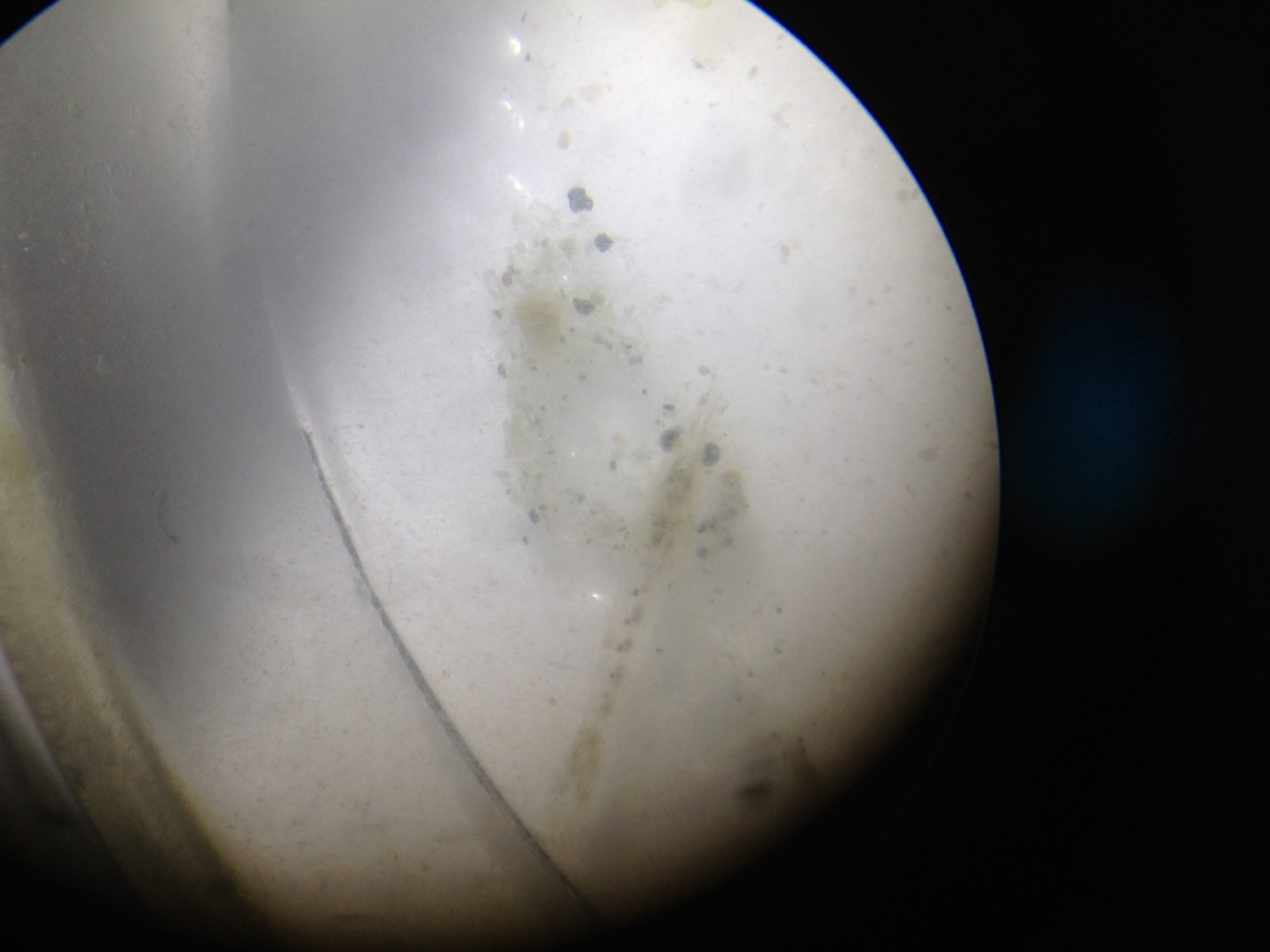 Réf. 166024 — CRUSTACEA > Mysida > Mysidae > Paramysis arenosa - www ...