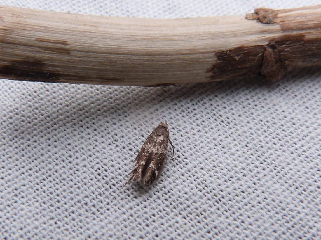 Réf. 167326 — INSECTA > Lepidoptera > Momphidae > Mompha (Mompha ...